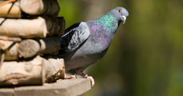 A Garden Birdwatcher’s Guide to the Woodpiegon – A Little Bird Co.