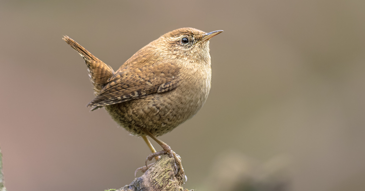 A Garden Birdwatcher’s Guide to the Wren – A Little Bird Co.
