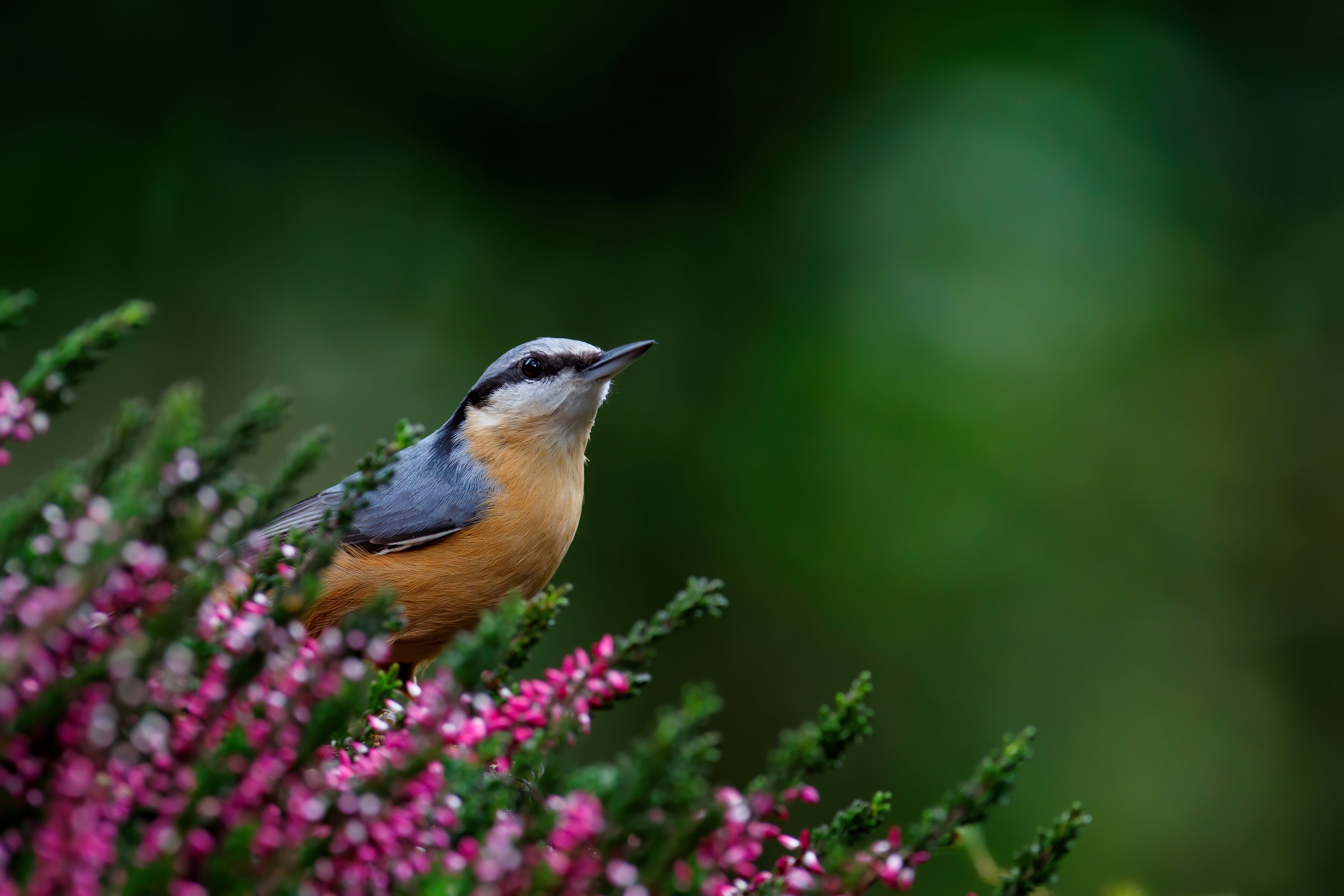 What Do Garden Birds Eat? | House Sparrows, Blue Tits, Blackbirds ...