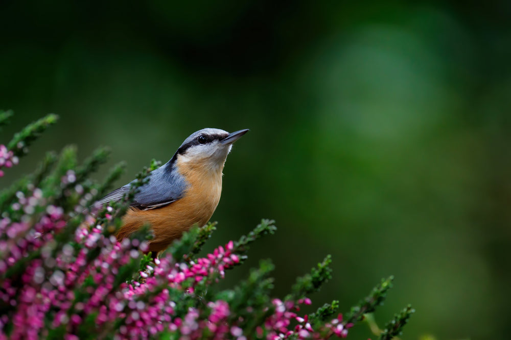 How to stop crows, jackdaws and magpies from eating all the bird food ...