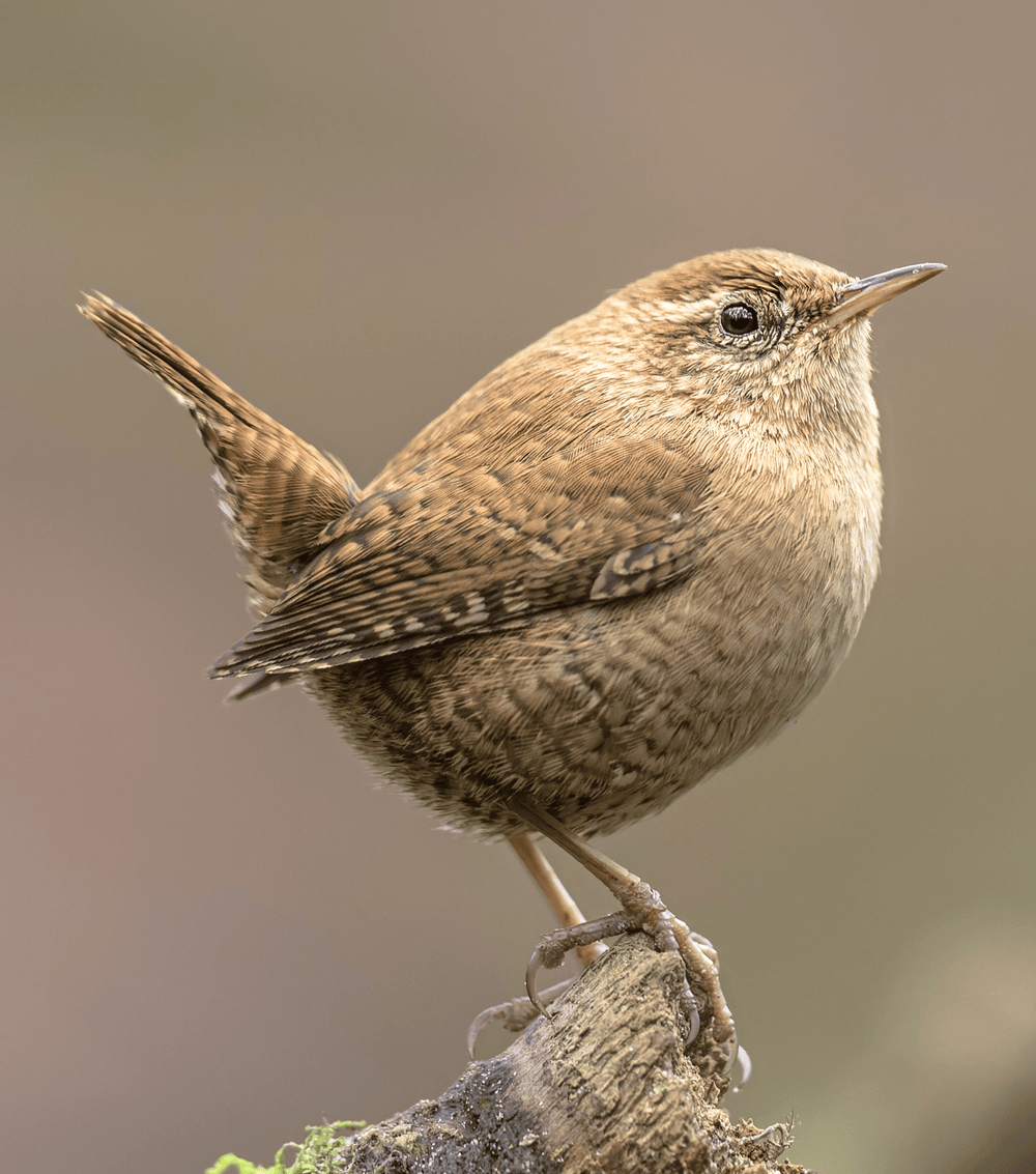 The Intelligence of Our Garden Birds – A Little Bird Co.