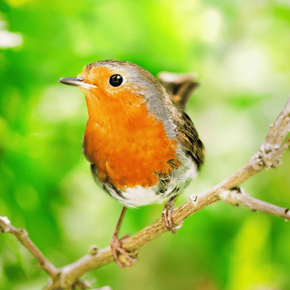 How birds can help you defeat garden pests – A Little Bird Co.
