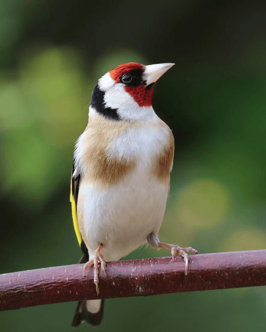 A Garden Birdwatcher’s Guide to the Great Tit – A Little Bird Co.
