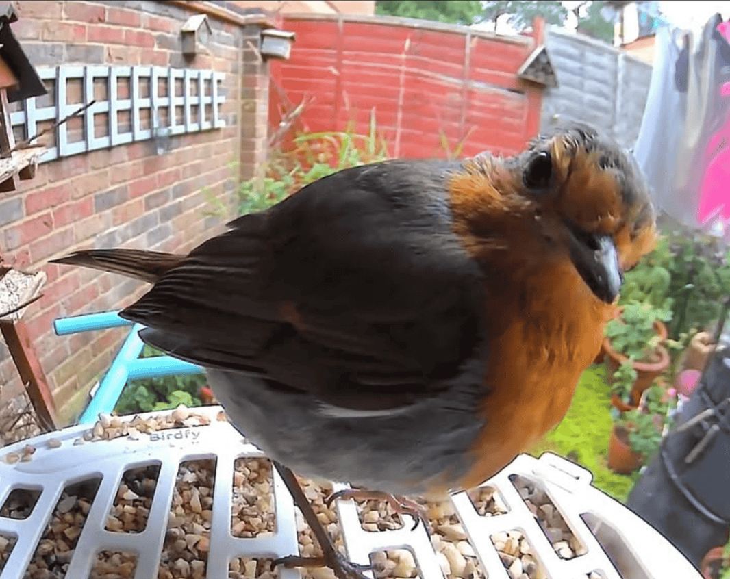 Rodent Proof Bird Feeders – A Little Bird Co.