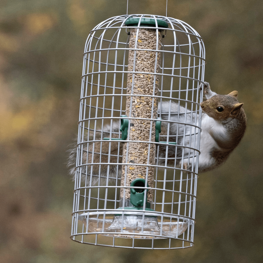 Starling-Proof Bird Feeder Guardian Set – A Little Bird Co.