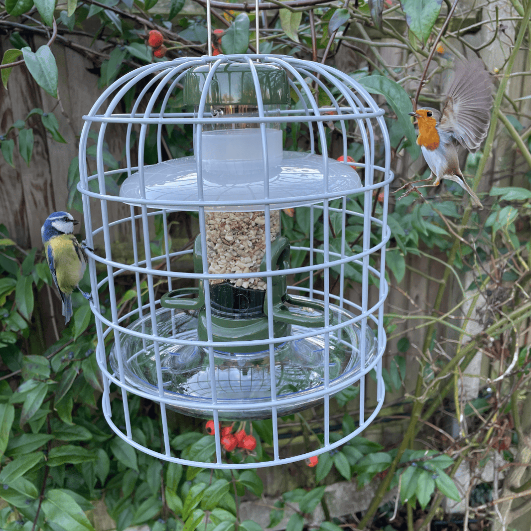 A Garden Birdwatcher’s Guide to The Robin – A Little Bird Co.
