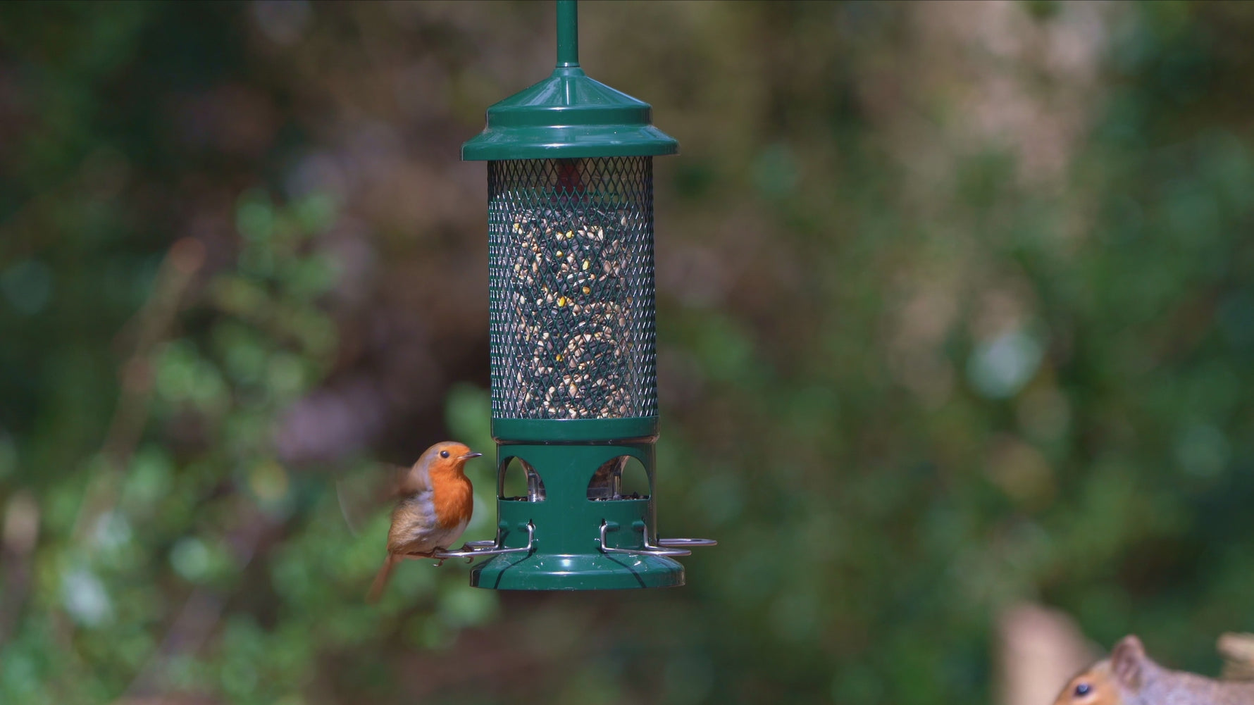 Rodent Proof Bird Feeders – A Little Bird Co.