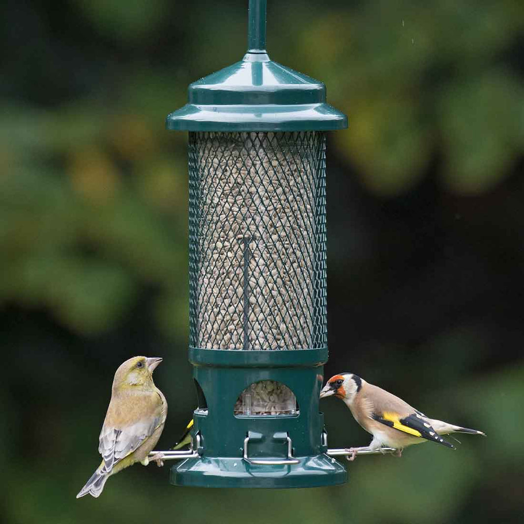 A Garden Birdwatcher’s Guide to the Jackdaw – A Little Bird Co.